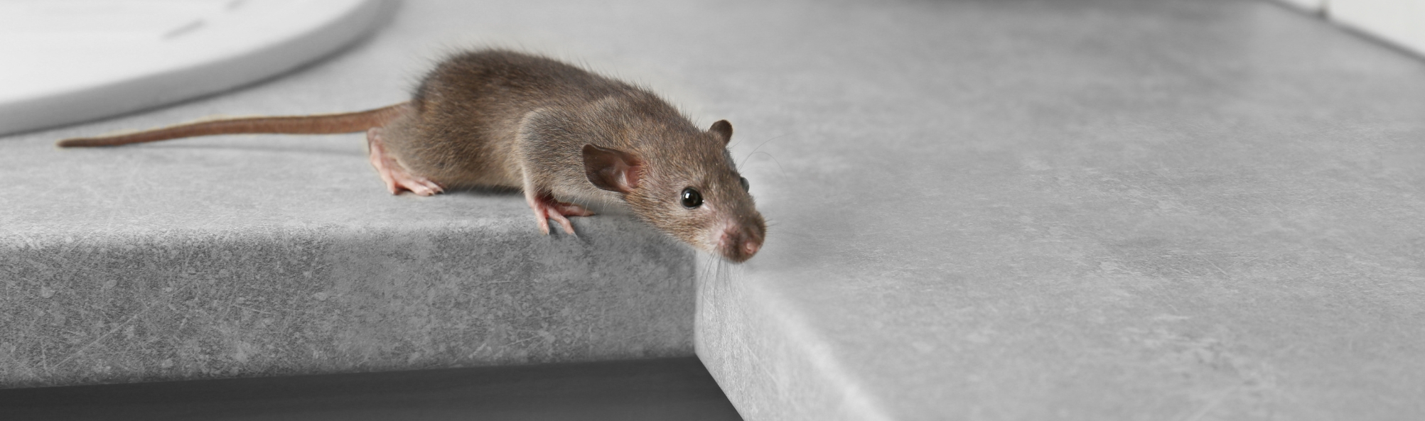 How to Sell a House with Rodent Damage in Winter | Omaha As Is Guide